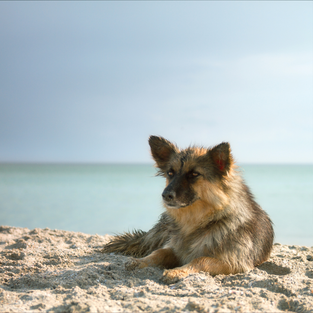 Creating a Bucket List: Preparing to Say Goodbye to Your Pet - Home Goodbye